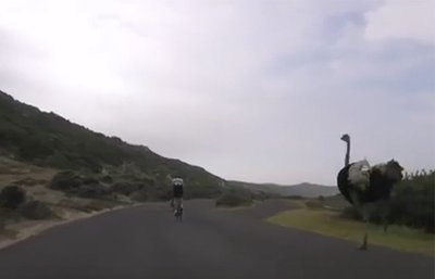 WATCH: Ostrich chases cyclists in Cape Town