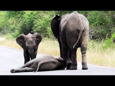 Is this baby elephant throwing a tantrum?
