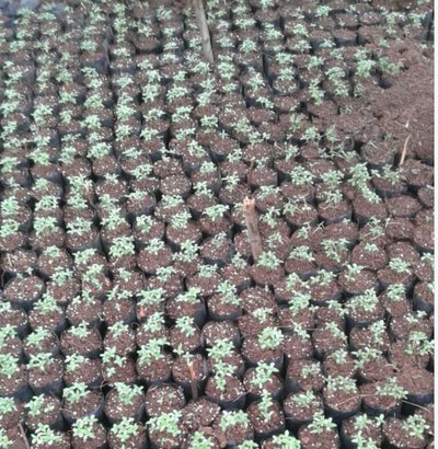 5000 dagga plants go up in smoke