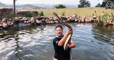 Local snake expert gets opportunity to swim with his King Cobra