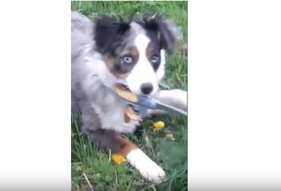 Here's what happens when an Australian shepherd runs with scissors