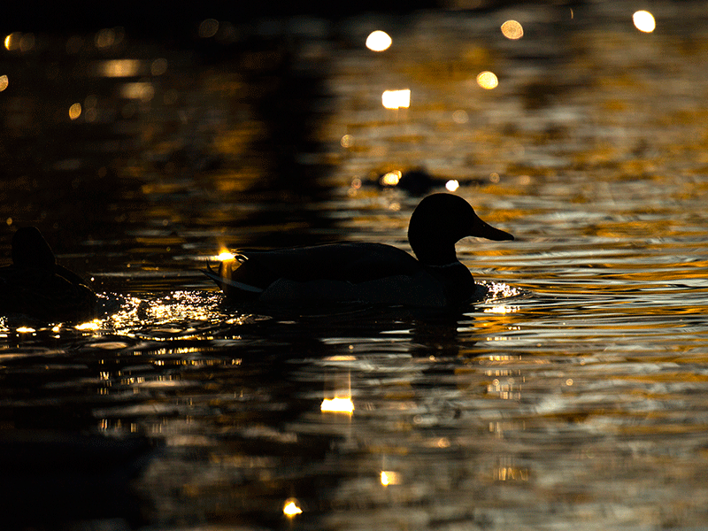 'World's loneliest duck' Trevor dies on Pacific island
