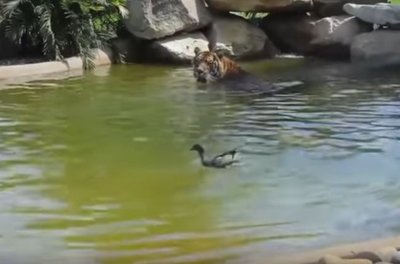 Meet the world’s bravest duck
