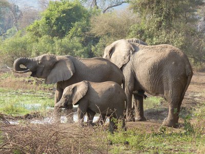 Satellite images to aid elephant conservation from space