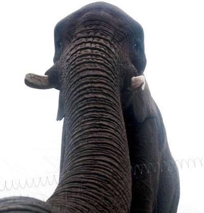 The world's 1st elephant 'selfie'