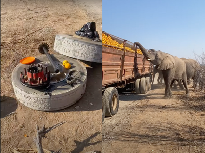 VIDEO: South African elephants steal oranges from truck