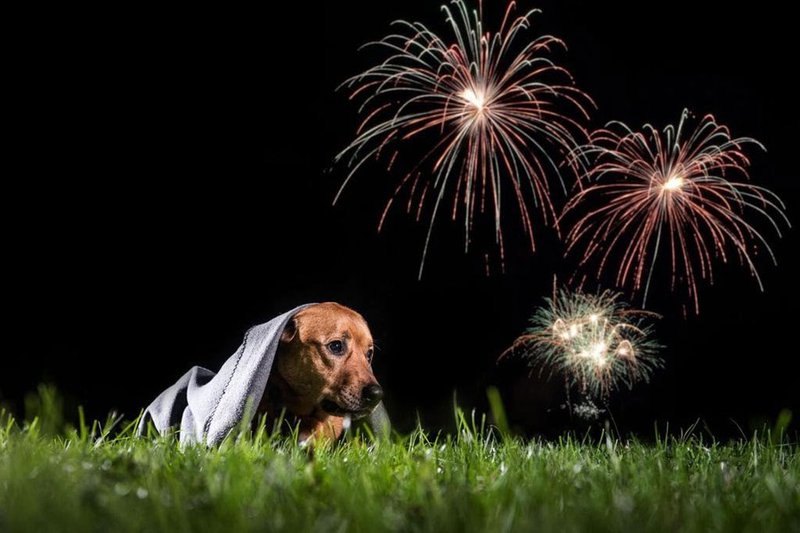 Protect pets and animals during NYE fireworks displays: SPCA