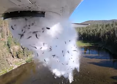 WATCH: Meet the flying fish of the United States