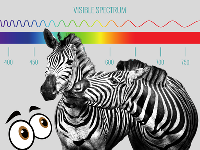 Groundbreaking: Are zebras actually black or white in colour?