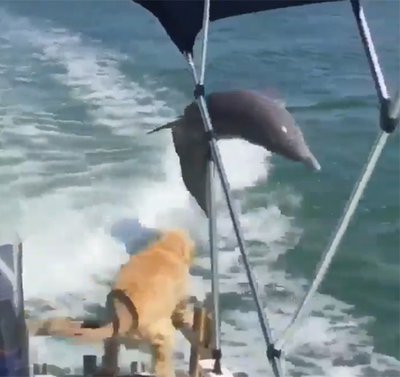 This dog and dolphin have #FriendshipGoals for days!