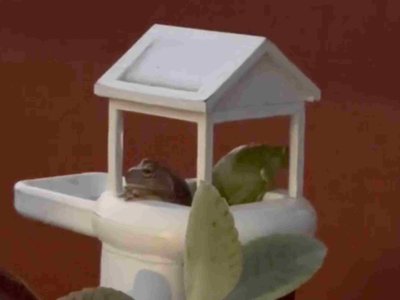 This man-made tiny frog house will leave you in awe