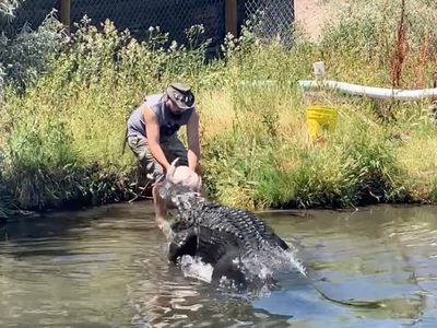 Alligator expert almost dies as he's attacked by gator