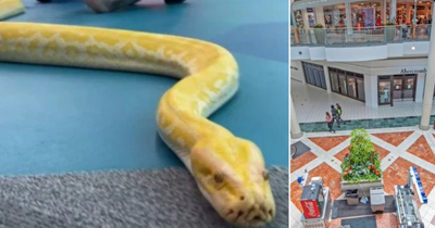 Giant python escapes a zoo and closes down mall