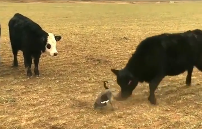 Cows in Canada are no match for these feisty geese