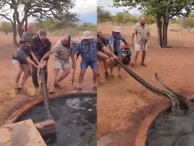WATCH: Wild snake showdown with five determined men
