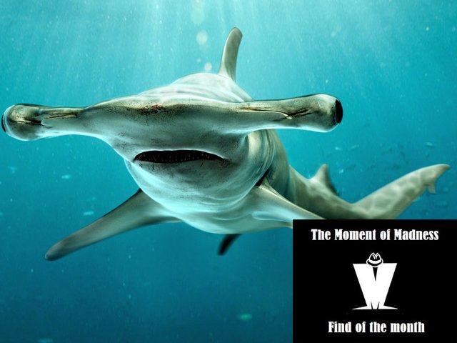 Hammerheads in the water!