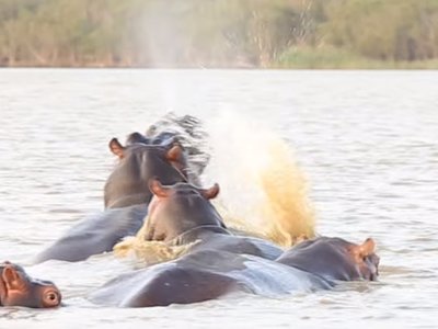 Hippos, shark clash at St Lucia