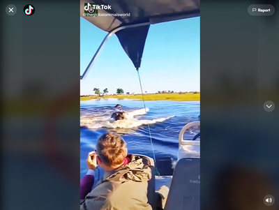 WATCH: Hair-raising video of hippo chasing a boat
