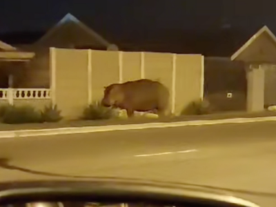 WATCH: Residents shocked by hippo strolling through Cape Town suburb