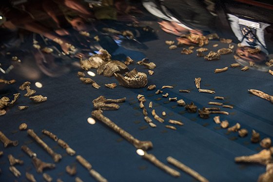 PHOTOS: 10 facts about Homo Naledi