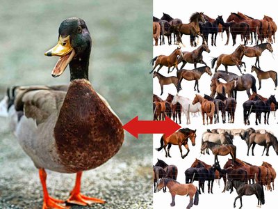 100 Duck Sized Horses – Fight 100 Duck Sized Horses – HXYIMD