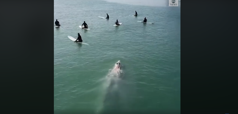 Whale Swims With Surfers Clearance | emergencydentistry.com