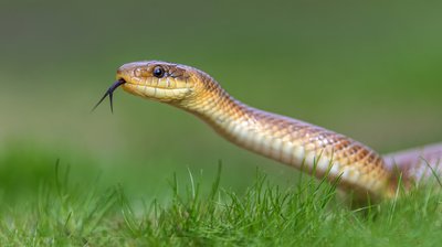 Shopper finds live snake inside of broccoli packet