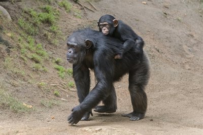 WATCH: Emotional moment as mother chimpanzee reunites with baby