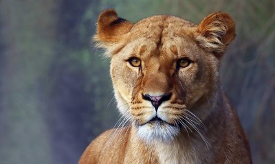 Lioness on the loose in the North West