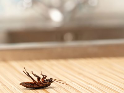 Three ways to get rid of cockroaches in your home