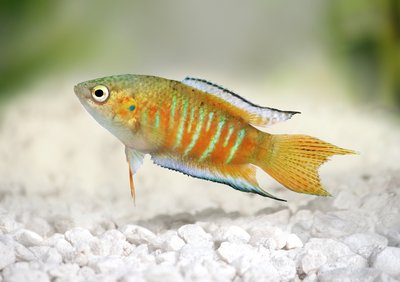 Lovelorn fish turn gloomy when separated: study