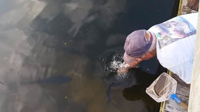 Classic moment man catches fish with his bare hands