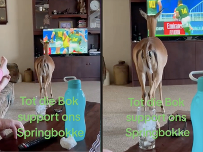 VIDEO: Impala watches Springboks' World Cup game