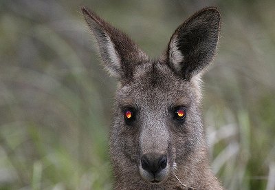 This kangaroo is terrifying