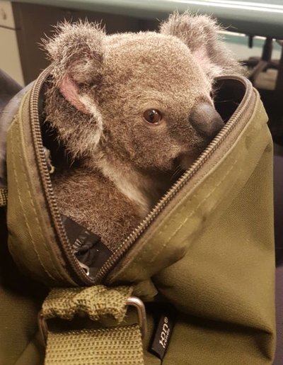 This housebreaking, pole dancing Koala is everything!