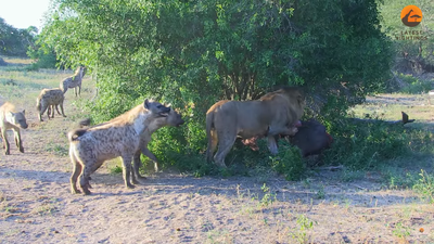 Hyenas drag lion away by its tail