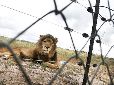 Lion's deteriorating health conditions detailed after attack