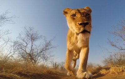 Lion attempts to make a meal of GoPro