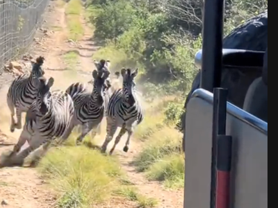 WATCH: Lioness hunts zebra right next to tourists