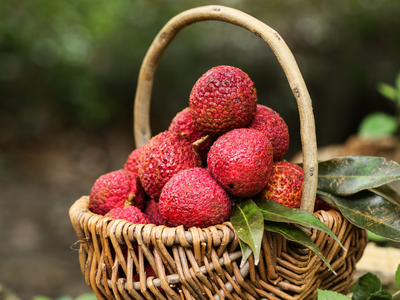 It's litchi season! A day of picking joy at The Litchi Harvest