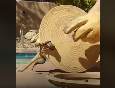 Lucky lizard is saved from a pool filter just in time