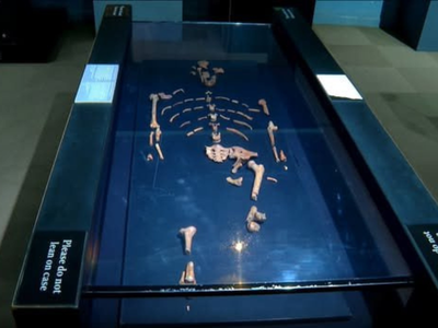 Prague host first display of 3,1-million-year-old Lucy