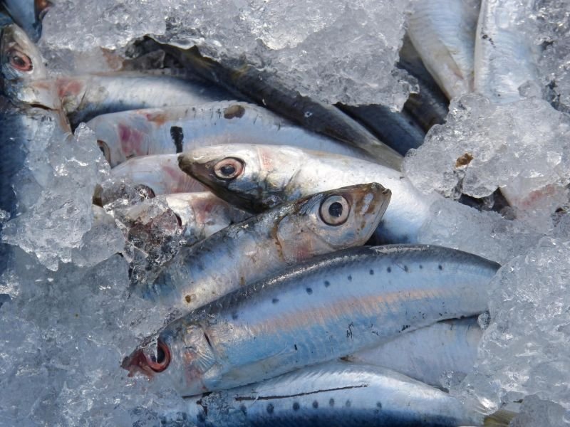 LISTEN | KZN sardine run 2026: Early sardine sightings reported off ...