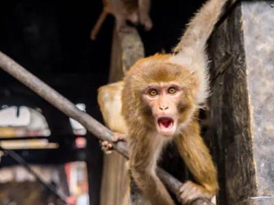Monkey invasion! Here's how to safely interact with monkeys in KZN
