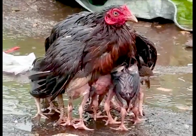 Parenting tips from a mother hen