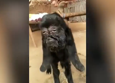 Freaky! Little mutant goat born with human face worshipped as God