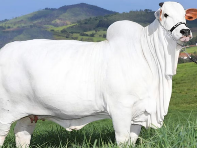 World’s most expensive cow sells for R90-million