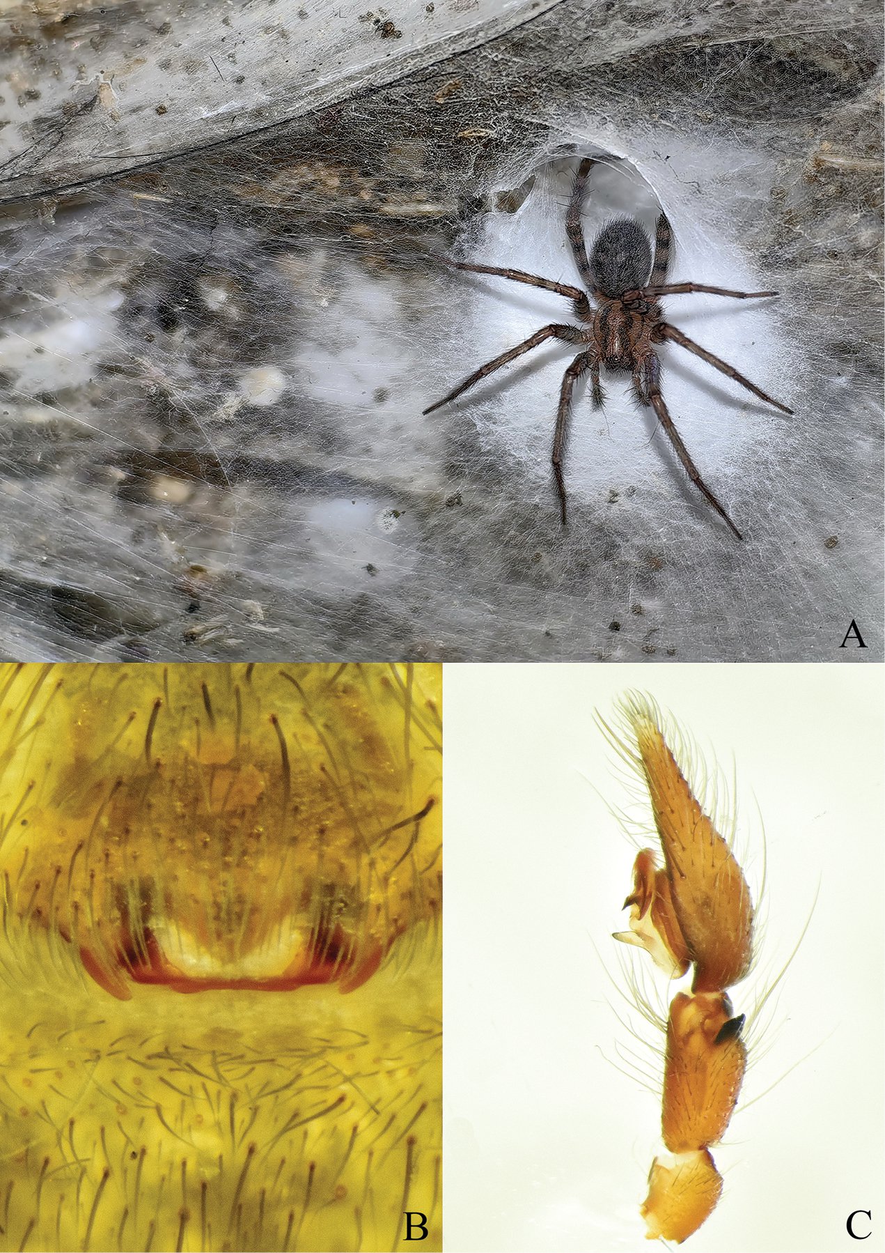 Largest spider web ever found the size of half a tennis court