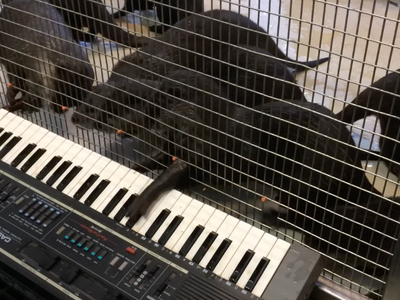 WATCH: Zoo animals play musical instruments!