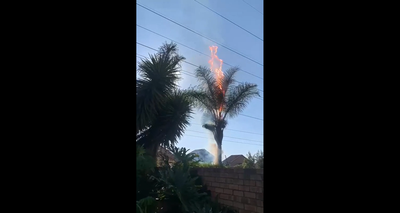 WATCH: Palm tree on fire causes havoc in Randburg